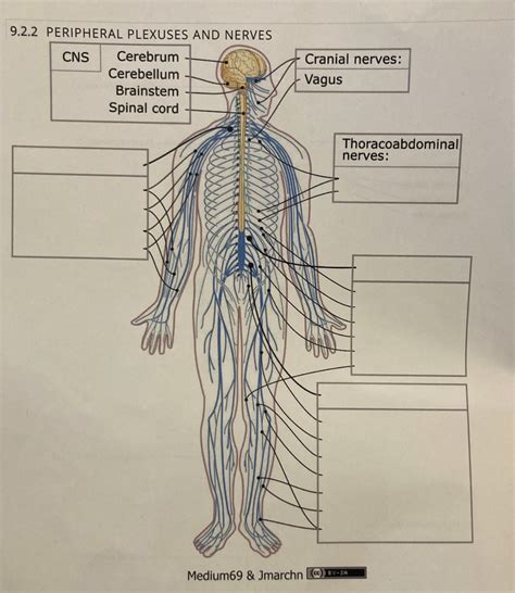 Peripheral Plexuses And Nerves Diagram Quizlet