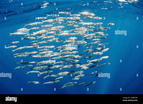 Bait Ball Of Sardines And Mackerel In Magadalena Bay Baja California