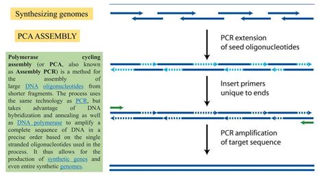 Cytogenomics Tools And Techniques And Chromosome Sortingpptx