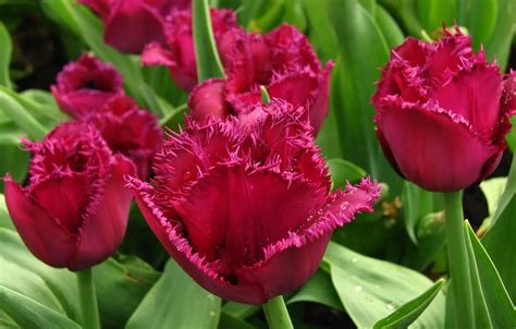 Парень лижет пизду крупным планом