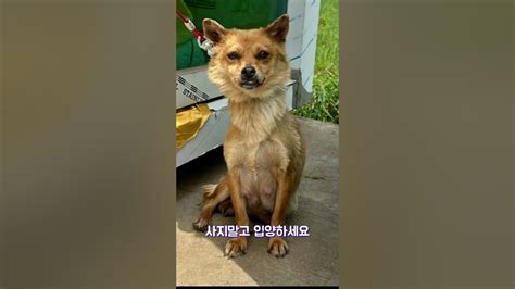 목줄에 묶여 있는 아이의 표정이 너무 슬퍼보이네요좋은 가족을 만나게 해주고 싶어요~ 가족이되어주세요 광양시임시보호소 Youtube