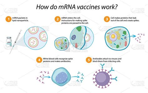 Mrna疫苗的工作原理图素材 花瓣网