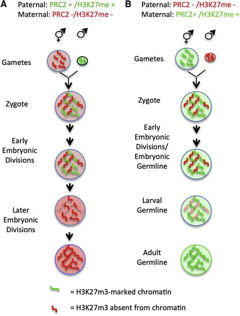 Multigenerational Chromatin Marks No Enzymes Need Apply Developmental Cell