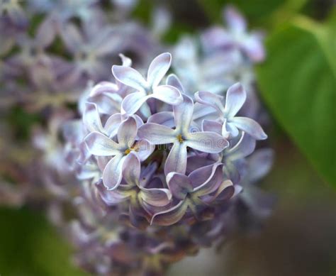 Syringa Vulgaris Stock Image Image Of Botanical World 321540079