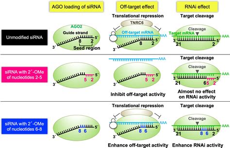 Sirna Seed Region Is Divided Into Two Functionally Different Domains In Rna Interference In