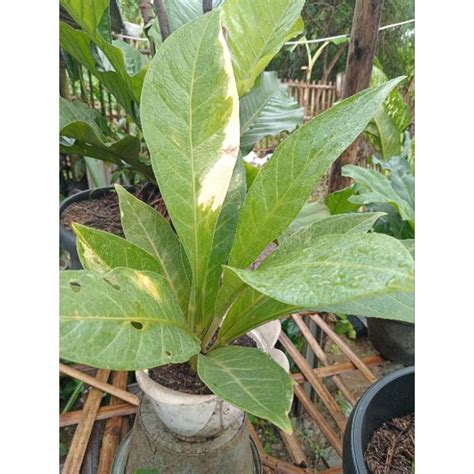 Jual Jemani Variegata Shopee Indonesia