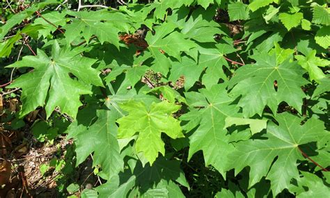Acer Macrophyllum Trees And Shrubs Online