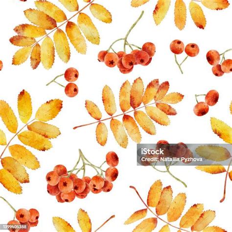 수채화 가을 단풍과 흰색 배경에 고립 된 로완 열매가있는 완벽한 패턴 10월에 대한 스톡 벡터 아트 및 기타 이미지 10월 9월 가을 Istock