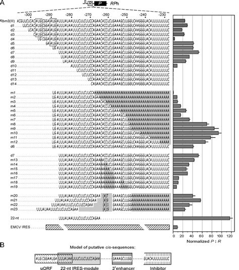 High Resolution Deletion And Mutational Analysis Of Fragment Iii Of The Download Scientific