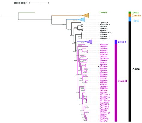 Ml Tree Inferred From The Concatenated Alignments Of 38 Core Protein