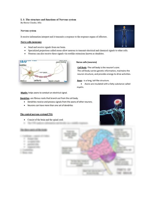 SOLUTION The Structure And Functions Of Nervous System Studypool
