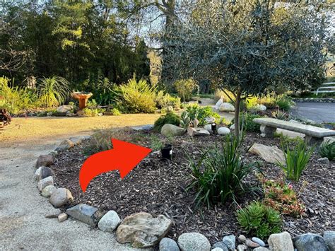 Advise Needed Rceanothus