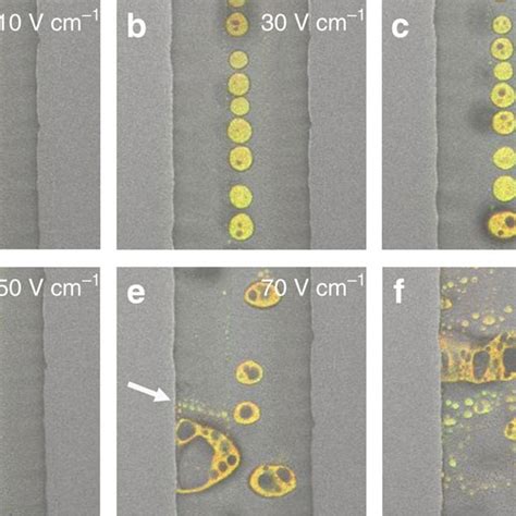 Electric Field Excitation Of Coacervate Based Protocells Video Images