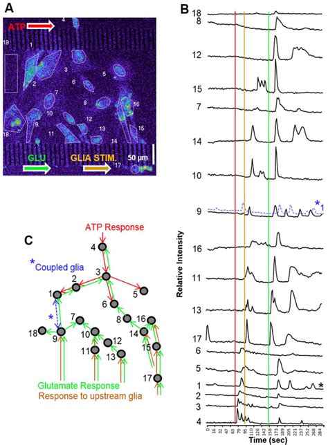 Glial Network Activation Through Multipoint Stimulation A Glial Download Scientific Diagram