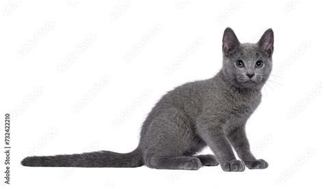 Well Typed Russian Blue Cat Kitten Sitting Up Side Ways Head Turned To Camera But Looking Up