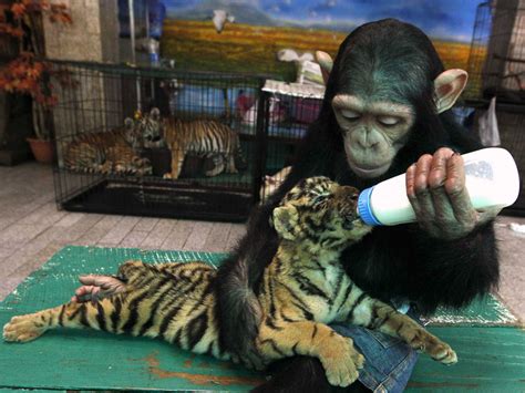 ¿cuáles Son Los Animales Más Inteligentes Del Mundo Infobae