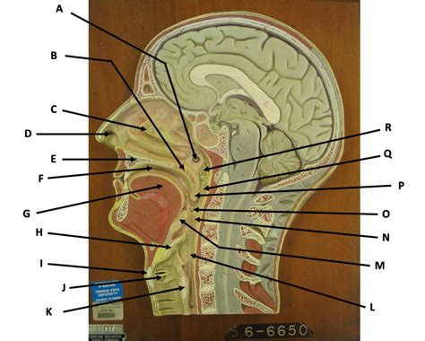 Head Anatomy Diagram Quizlet