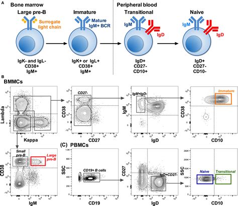 B Cell Development Stages Explained In A Simple Way The Immune System Explainer