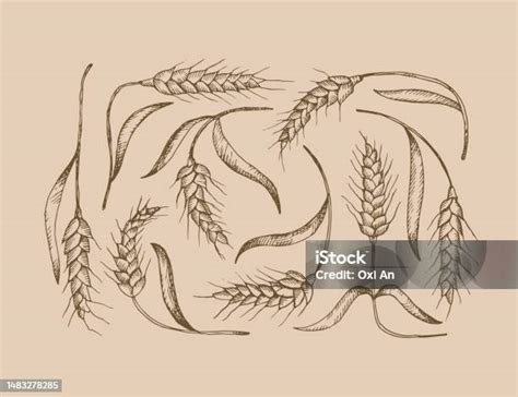 밀의 이삭 밭 철자 밀의 귀 더미 말린 전체 곡물 곡물 수확 농업 유기농 손으로 그린 밀 이삭의 배경 디자인 요소입니다 벡터 밀가루에 대한 스톡 벡터 아트 및 기타 이미지