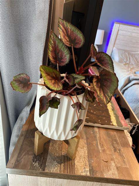 Begonia Rex Leaves Dying At Piper Blanc Blog