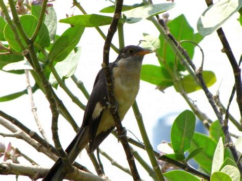 May Arunachala Birds