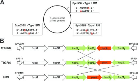 Genetic Arrangement In The Spn556ii Locus A The Three Functional Dna Download Scientific
