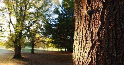 Tree Pod Burials How To Be Buried As A Tree