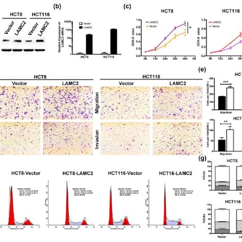 expression of lamc2 in clinical crc tissues 20× a lamc2 mrna