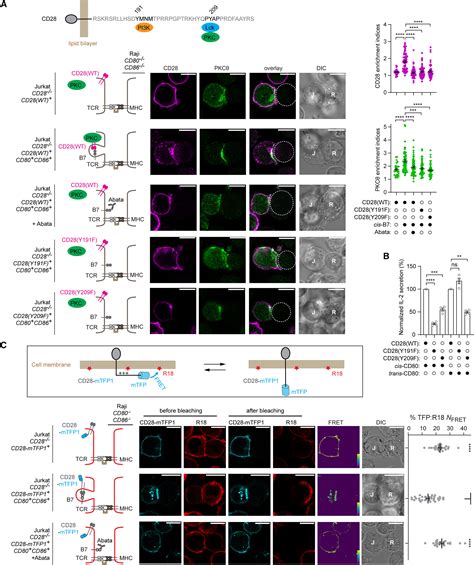 Cis B7 Cd28 Interactions At Invaginated Synaptic Membranes Provide Cd28 Co Stimulation And