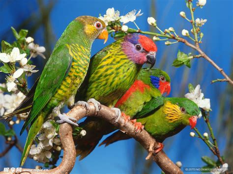 鸟类摄影图 鸟类 生物世界 摄影图库 昵图网