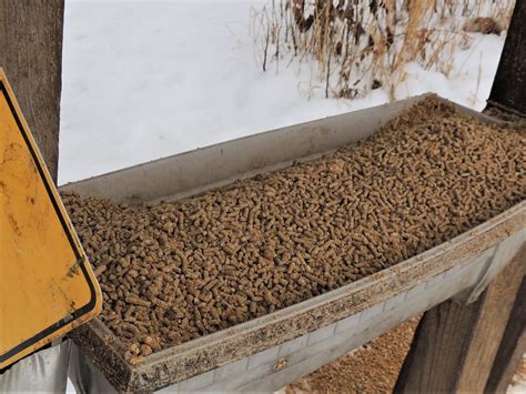 A Guide To Backyard Deer Feeding The Outdoors Guy Official Website