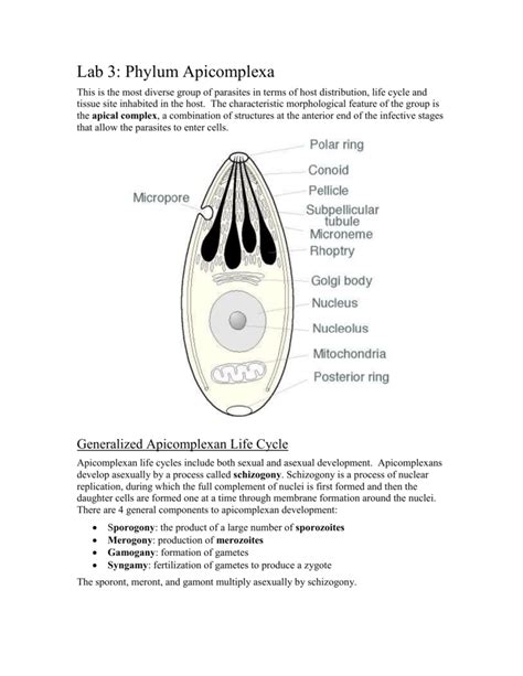 Apicomplexans Plasmodium
