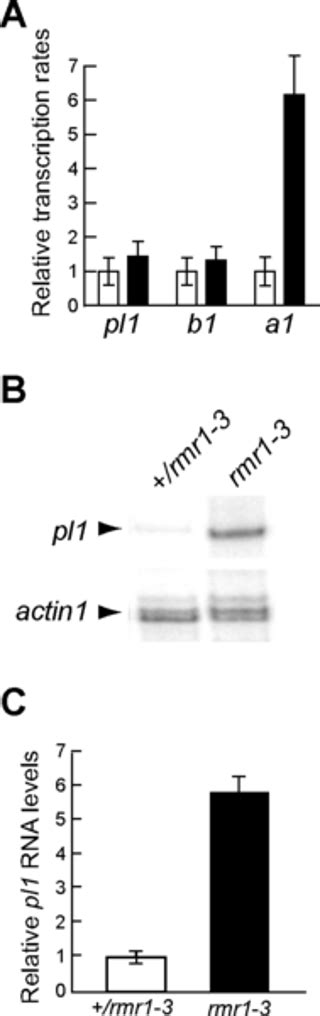 A Novel Snf2 Protein Maintains Trans Generational Regulatory States