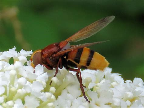 Solve Hornet Mimic Hoverfly On Buddleia Stadsreus Jigsaw Puzzle Online With 63 Pieces