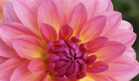 August 2014 Posts On The Frustrated Gardener Dahlia Jitterbug