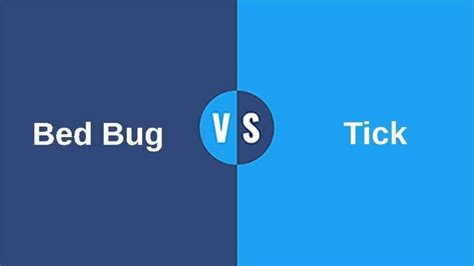 Difference Between Bed Bug And Tick Ask Any Difference