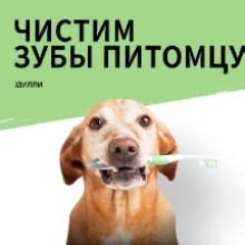 Уход за зубами | Корма для собак Dilli