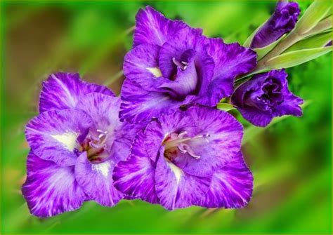 Гладиолус цветок августа ФотоДрузья ВКонтакте