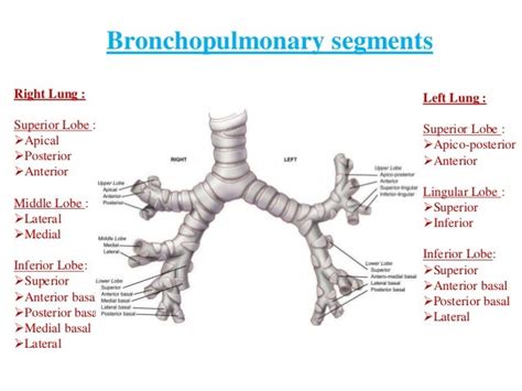 Airway Anatomy