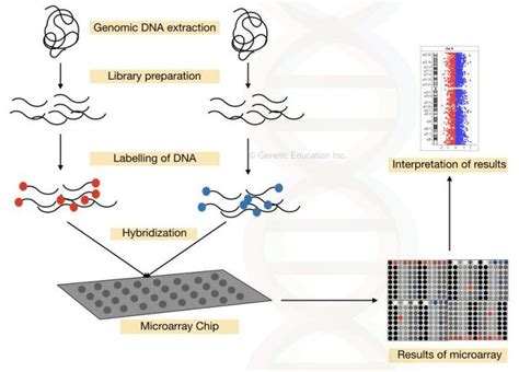 Graphical Representation Of Complete Process Of Dna Microarray Dna