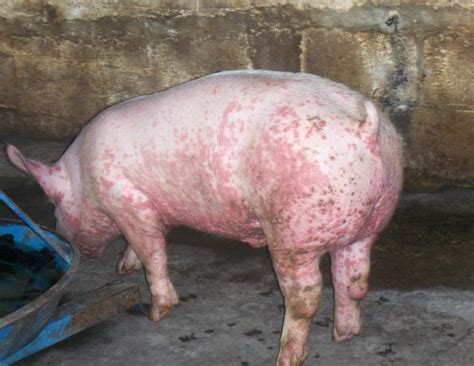 Vetsofiamonroy Patologías En Cerdos