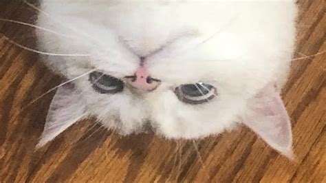 First Time Tweening Youtube