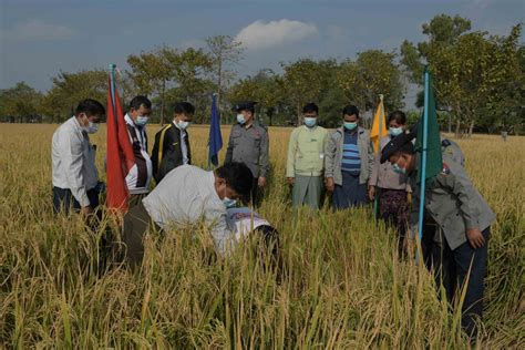 မတ္တရာမြို့နယ်၌ ရတနာတိုး မိုးစပါးစံကွက်ရိတ်သိမ်းပွဲကျင်းပ Information And Public Relations