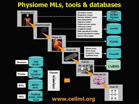 Математическая биология и её приложения - презентация онлайн