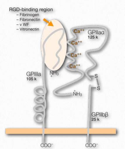 2 4 Structure And Function Proteins Ii Introductory Biochemistry