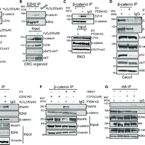 Phosphorylation Of Ezh2 Increases Its Binding To Chromatin A Western Download Scientific