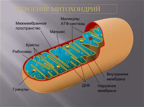 Митохондрии. Строение, функции, происхождение митохондрий - online ...