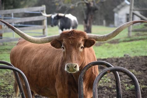 Majestuoso Toro De Cuernos Largos En Un Entorno Pastoral · Foto De