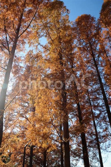 秋 メタセコイヤ 紅葉 美しい 幻想的 鮮やか 綺麗 森 森林 オレンジ No 22448362｜写真素材なら「写真ac」無料（フリー