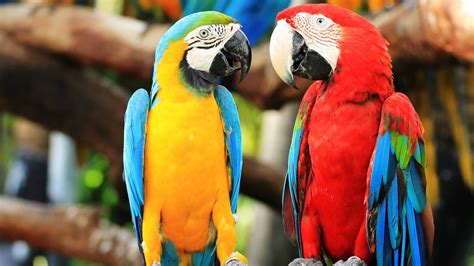 Parrot Care Tips Petcare Bytes